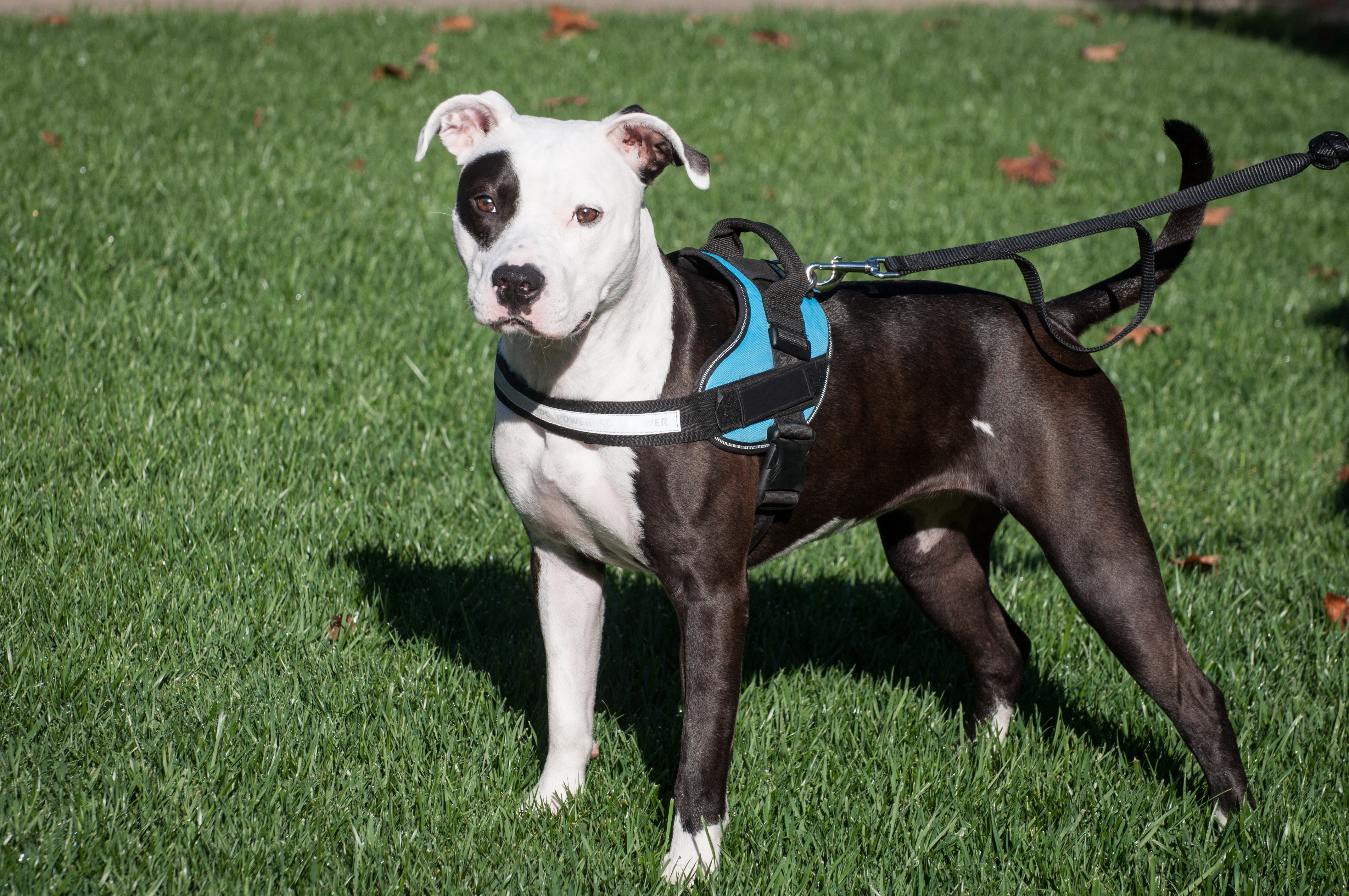 Pit bulls went from America's best friend to public enemy – now they're ...