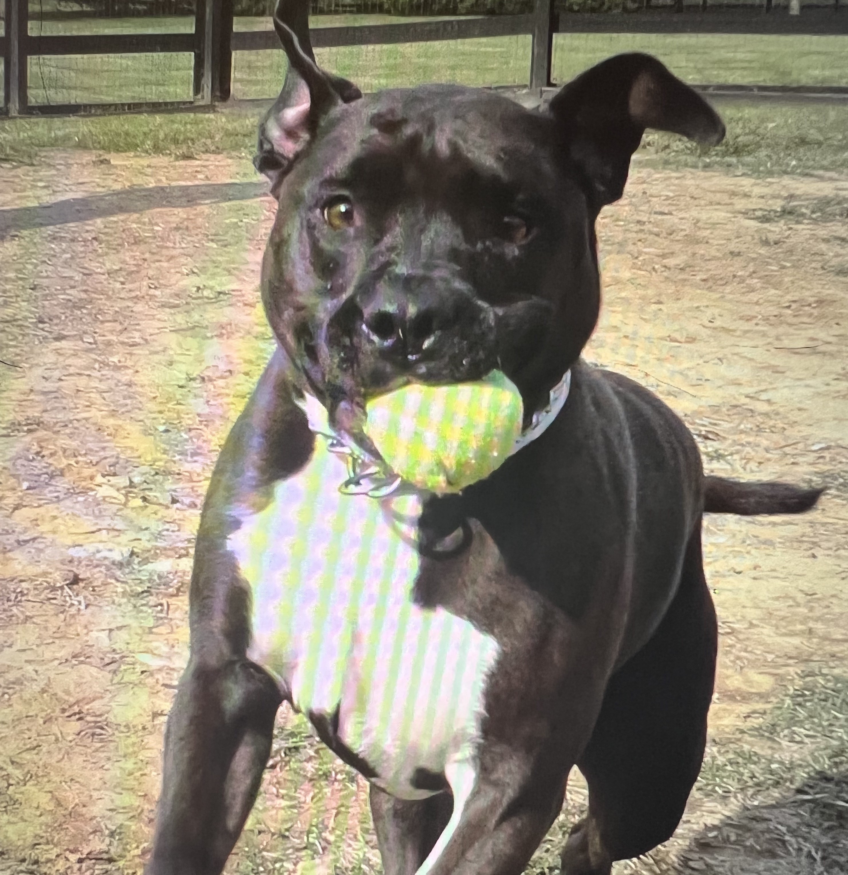 Pit bulls went from America's best friend to public enemy – now they're ...