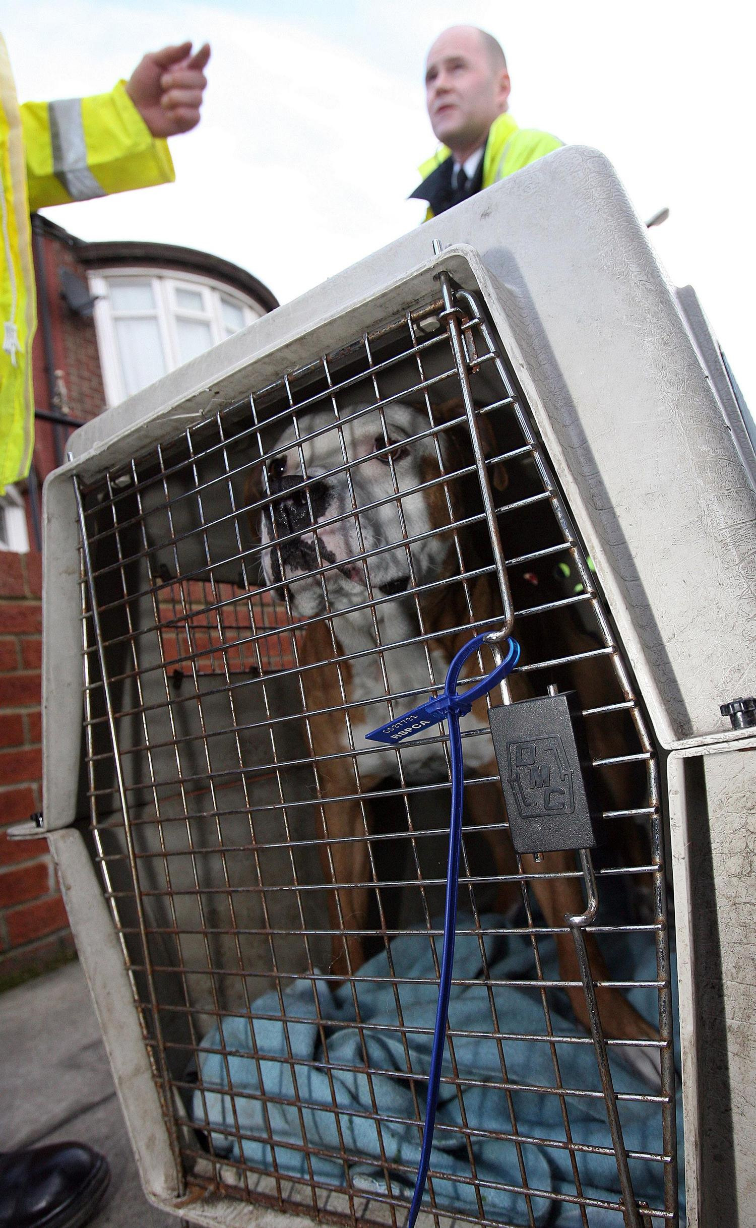 Pit bulls went from America's best friend to public enemy – now they're ...