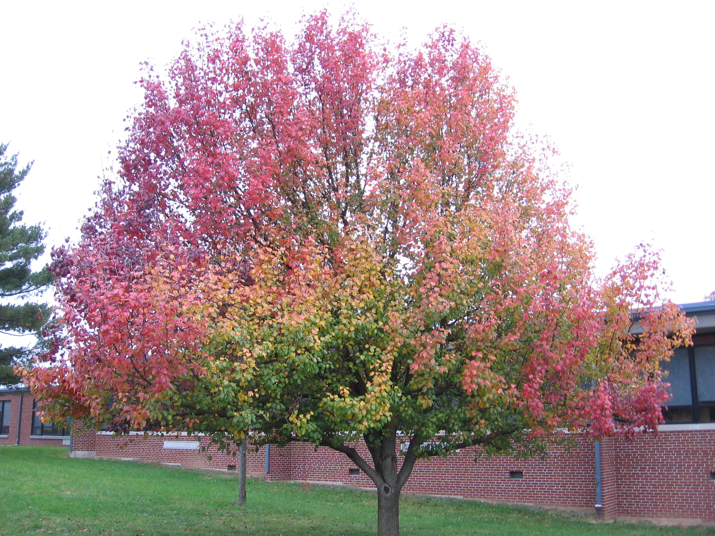 Once the Callery pear tree was landscapers' favorite – now states are ...