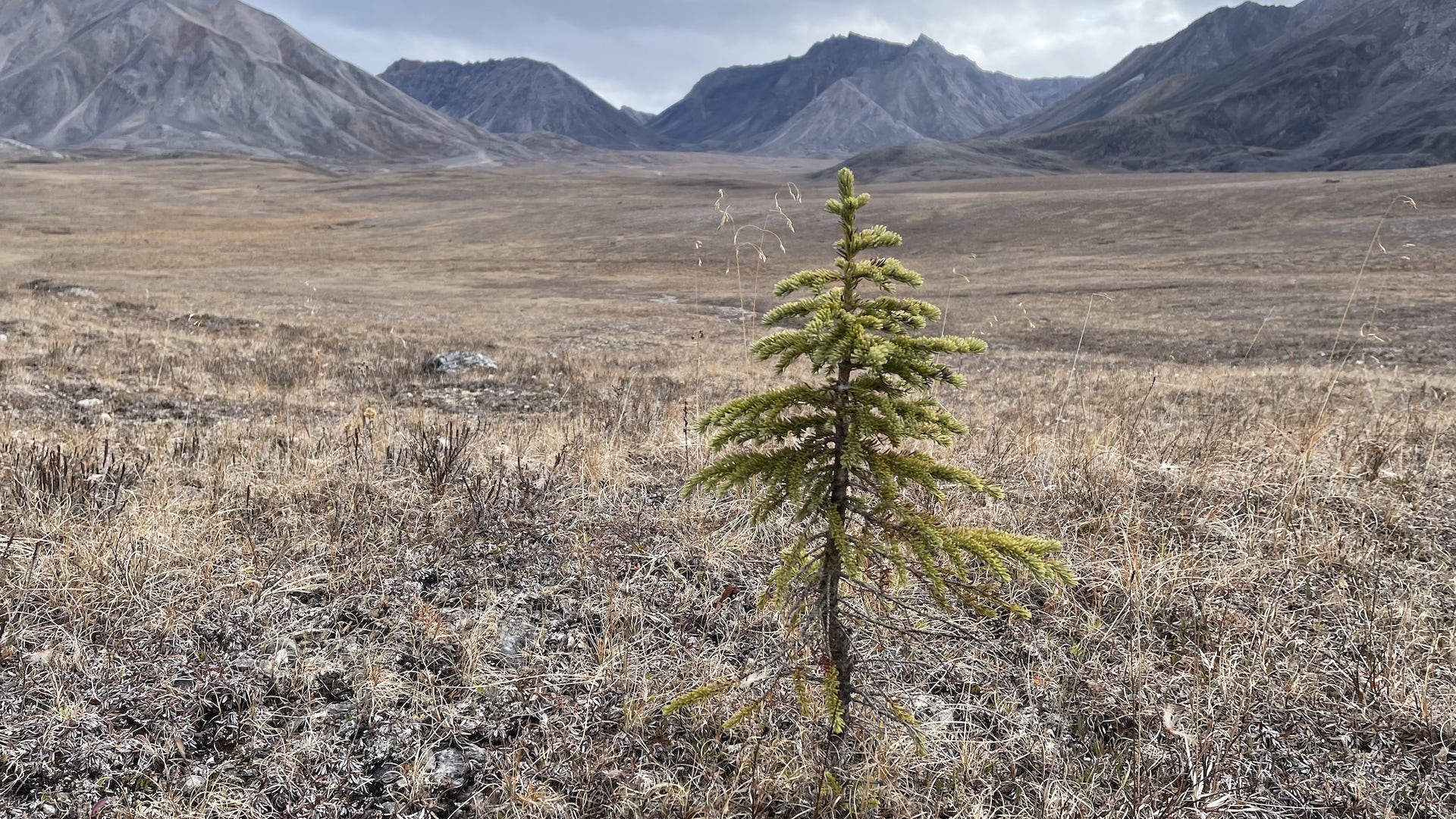 The world's boreal forests may be shrinking as climate change pushes ...