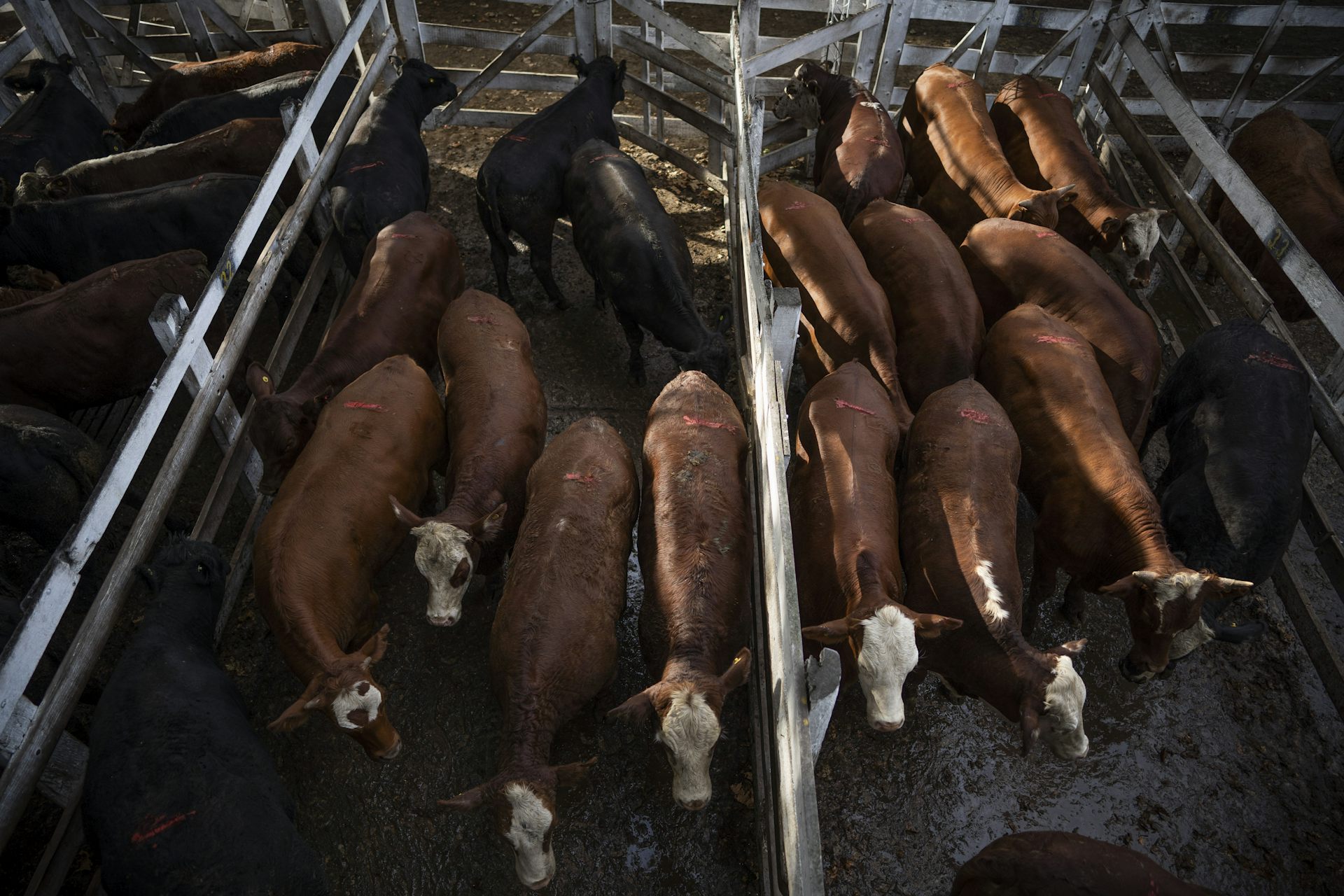 Carbon-neutral beef? Argentina’s new certification could promote more ...
