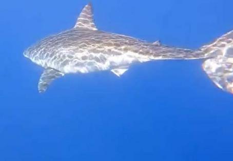 Cape Cod shark sightings expected to pick up around July 4, as ...